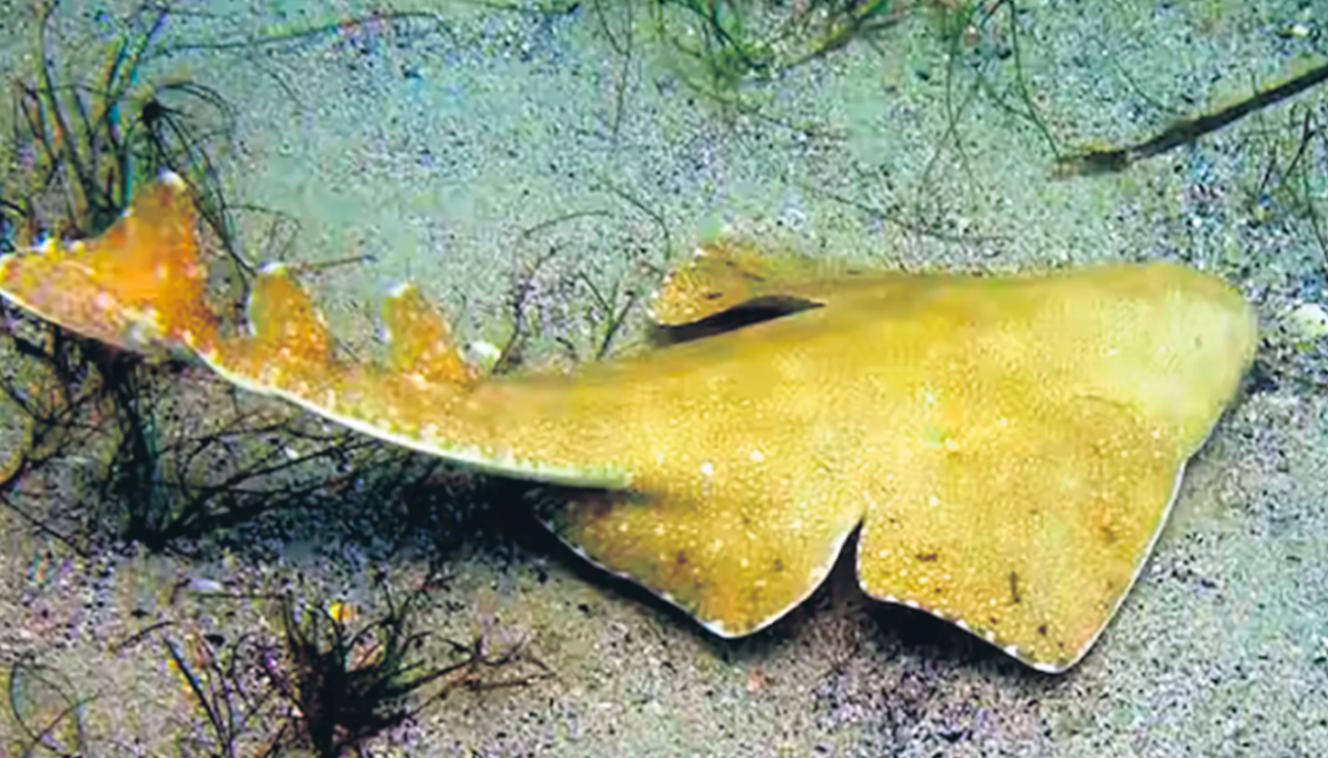 "Angelote chileno": Conoce la especie de tiburón que fue capturada en ...