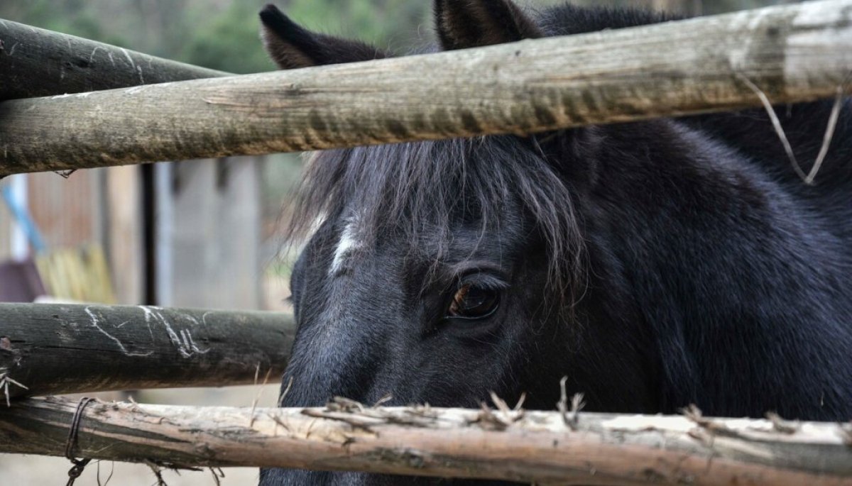Preocupación por brote de anemia infecciosa en caballos de Chile ...