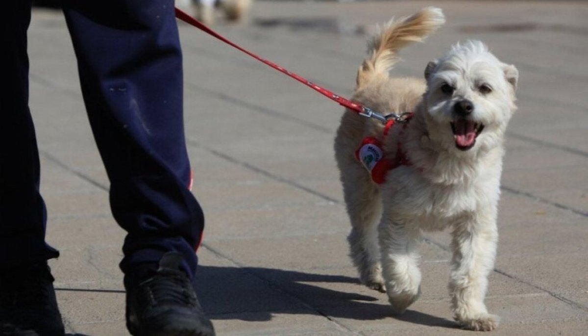 "Egalitte": La vacuna de esterilización temporal para perros creada en ...